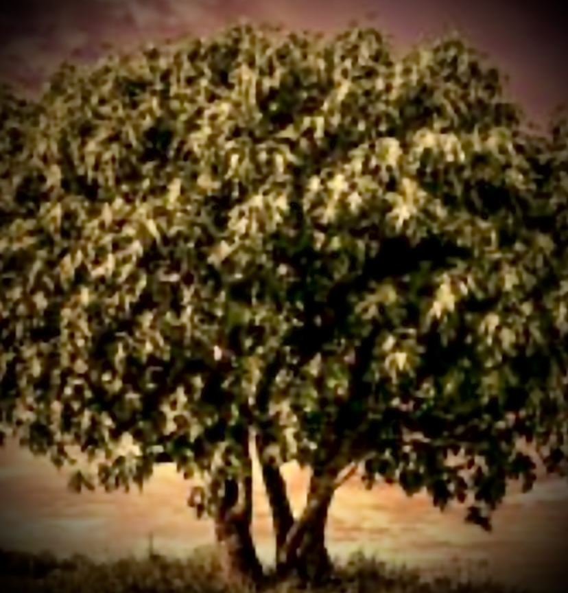 The Fig Tree Parable Part One – Deep Well Bible Studies
