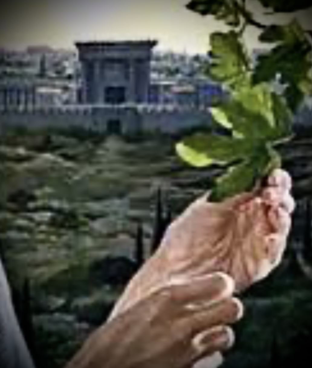 The Fig Tree Parable Part Three – Deep Well Bible Studies